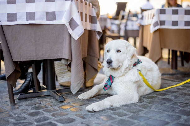 Dónde comer con tu perro - Dénia Dónde comer con tu perro - Dénia